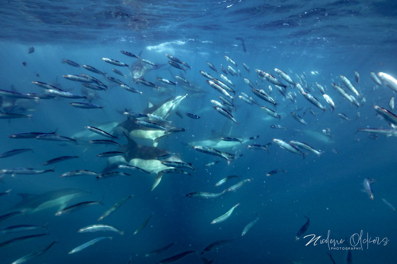 A Day in the Life of a Sardine Run Diver - Go Dive